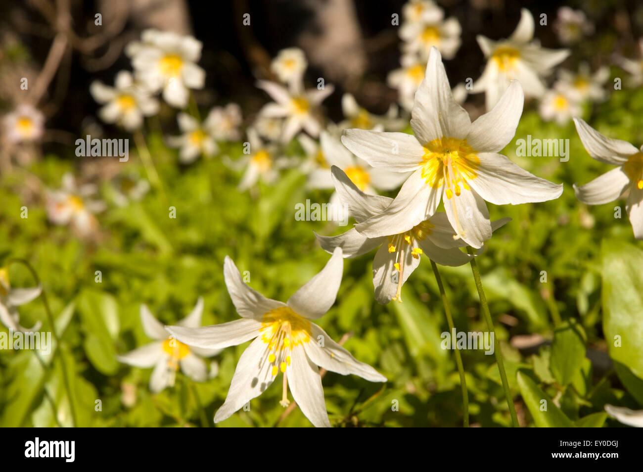 Avalanche lily, Olympic National Park, Washington Stock Photo - Alamy