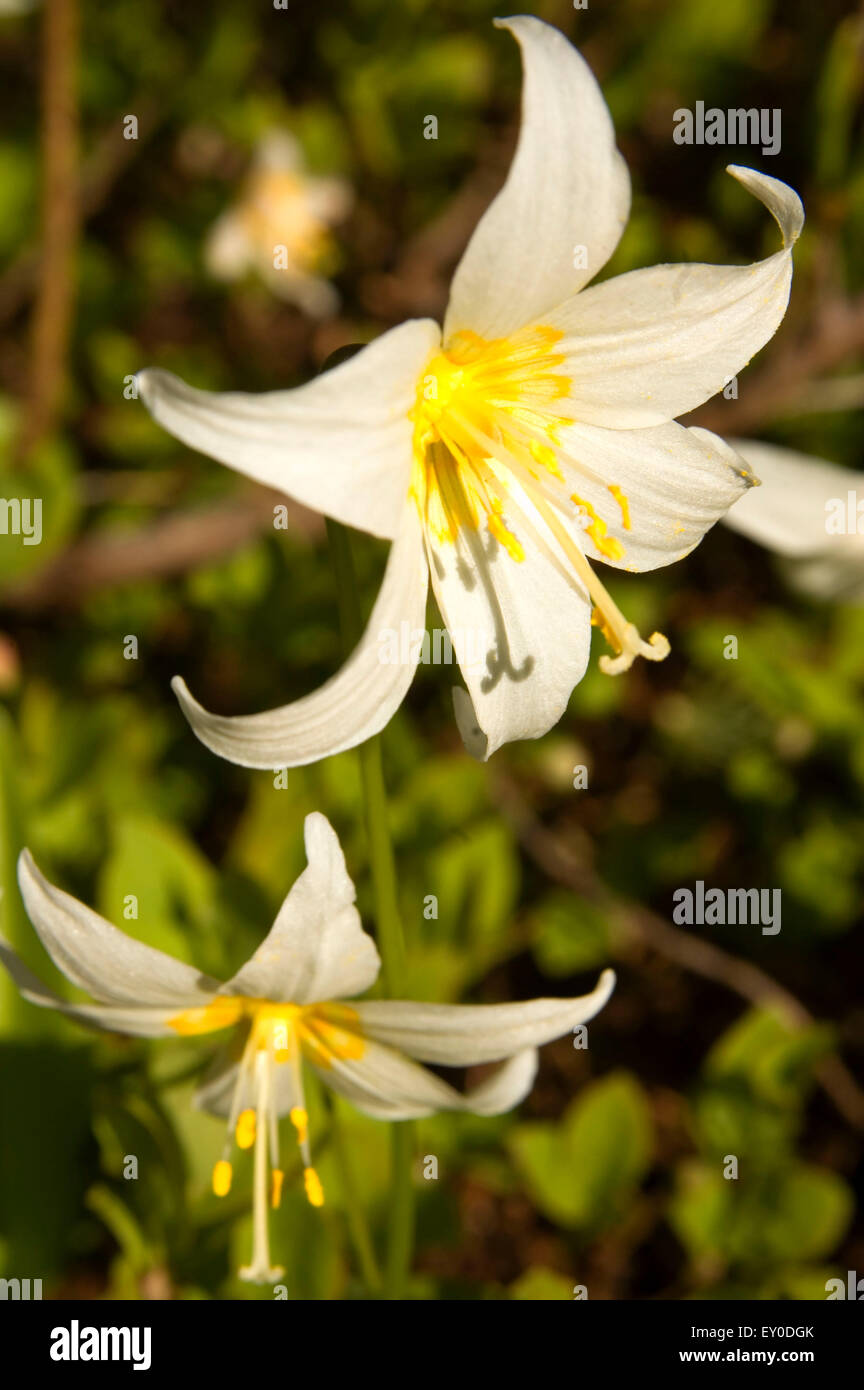 Avalanche lily, Olympic National Park, Washington Stock Photo - Alamy