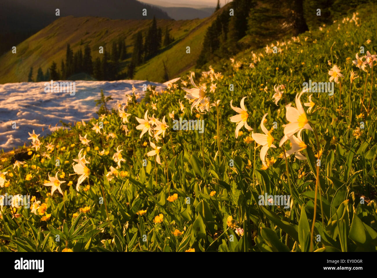 Avalanche lily, Olympic National Park, Washington Stock Photo - Alamy