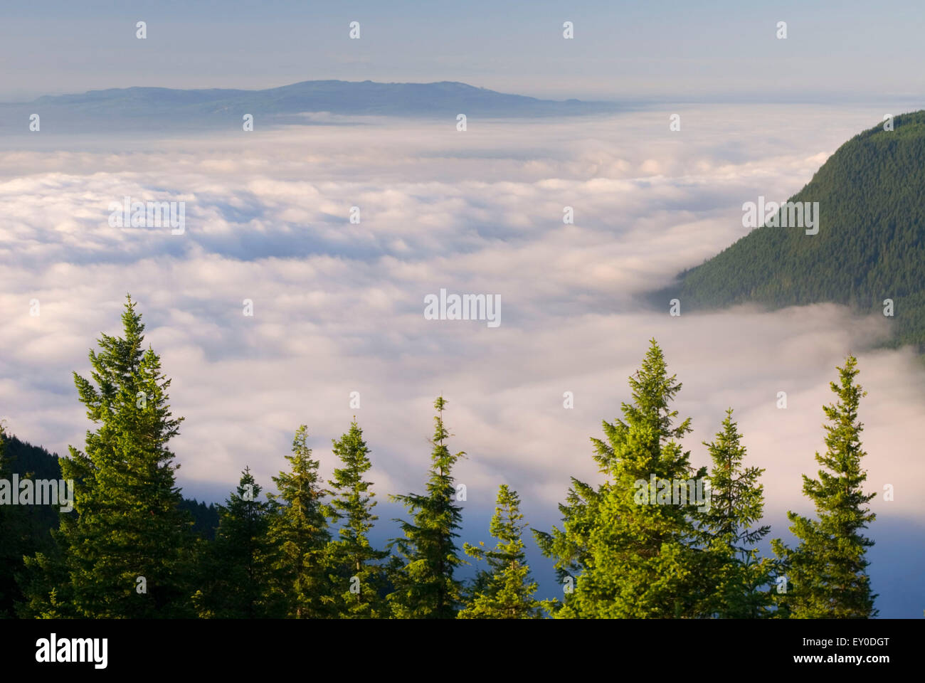 Fog over Puget Sound from Mt Walker Viewpoint, Olympic National Forest ...