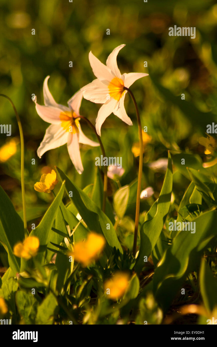 Avalanche lilies erythronium montanum hi-res stock photography and ...