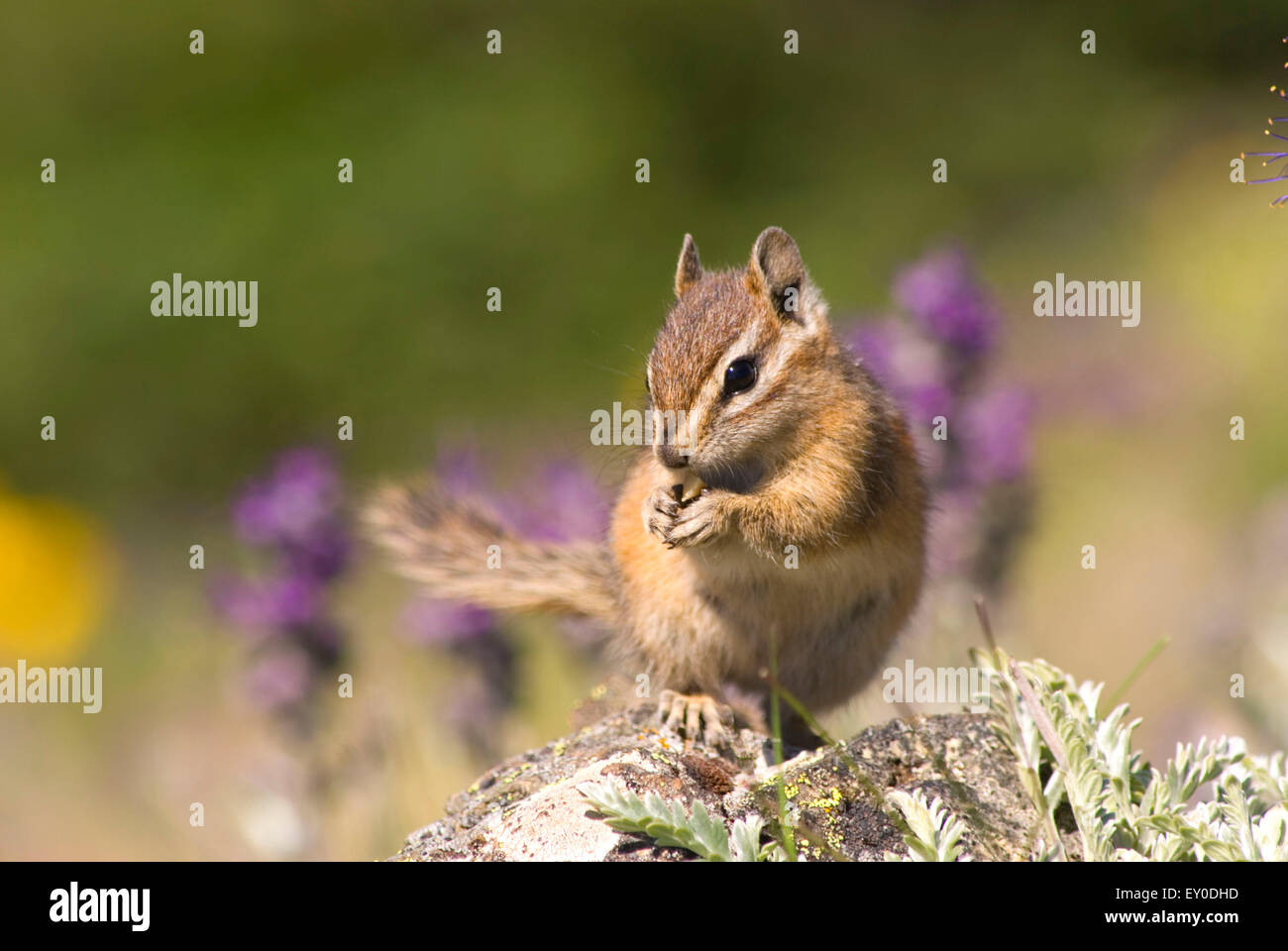Olympic chipmunk, Olympic National Park, Washington Stock Photo - Alamy