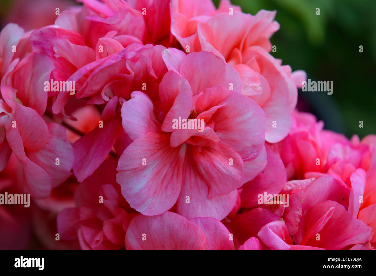 Edited flowers hi-res stock photography and images - Alamy