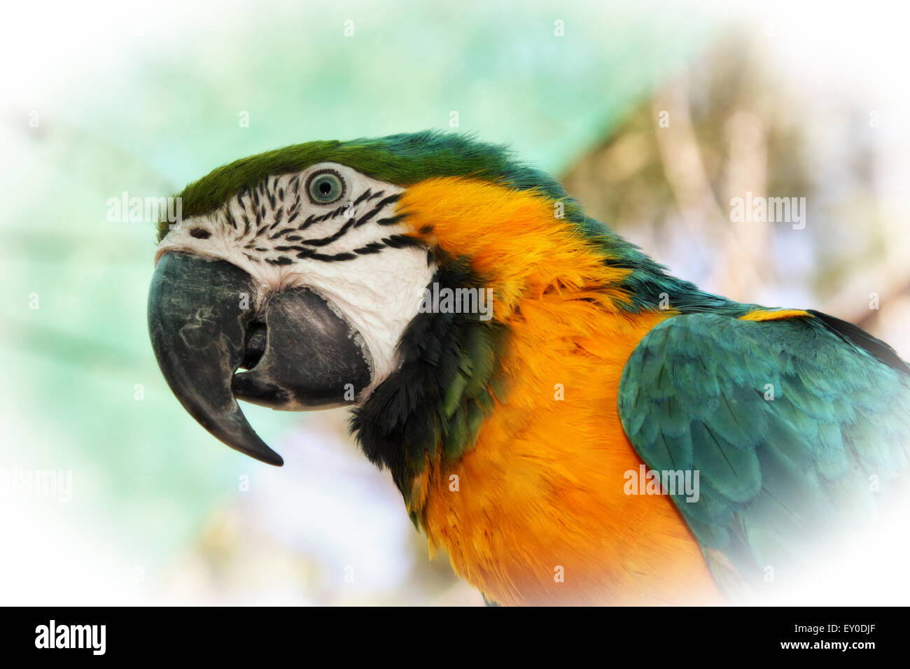 Striking Close-up portrait picture of colourful Macaw head with Special ...