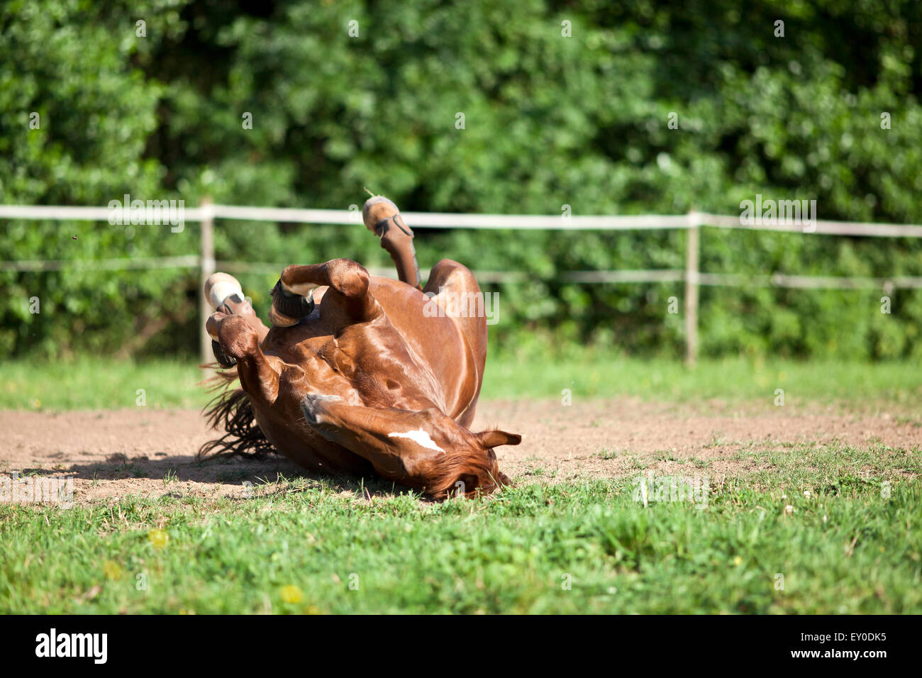 Horse lay on back and having fun to roll in sand Stock Photo - Alamy