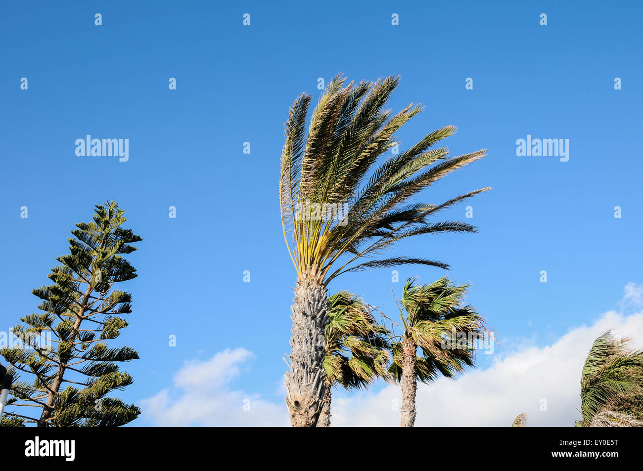 Palm Tree Blowing In The Wind Stock Photo - Alamy