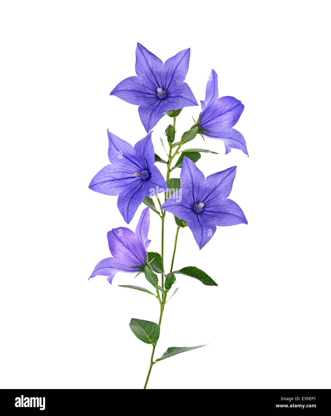 Blue Bell Flowers Isolated On White Background Stock Photo - Alamy