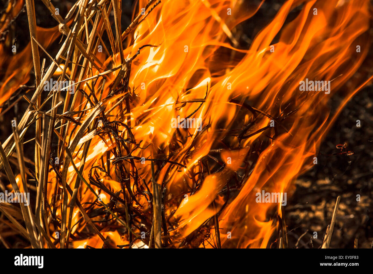 Firing burning trees hi-res stock photography and images - Alamy