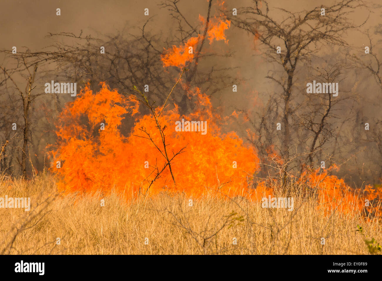 Firing burning trees hi-res stock photography and images - Alamy