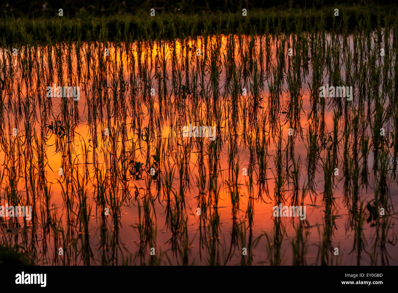 Rice paddy lit from sunset showing red, orange, yellow reflection ...