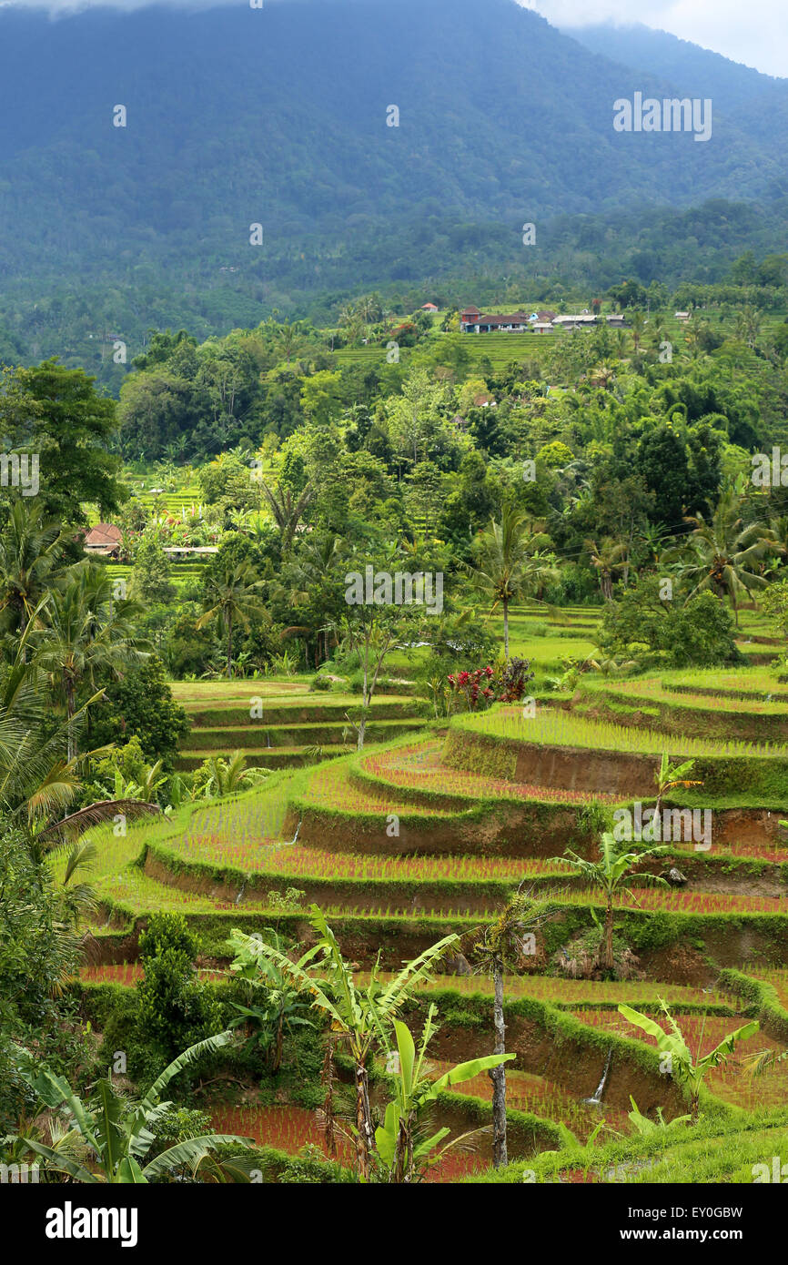 Lush green view on rice terraces against the blue sky and few houses in ...
