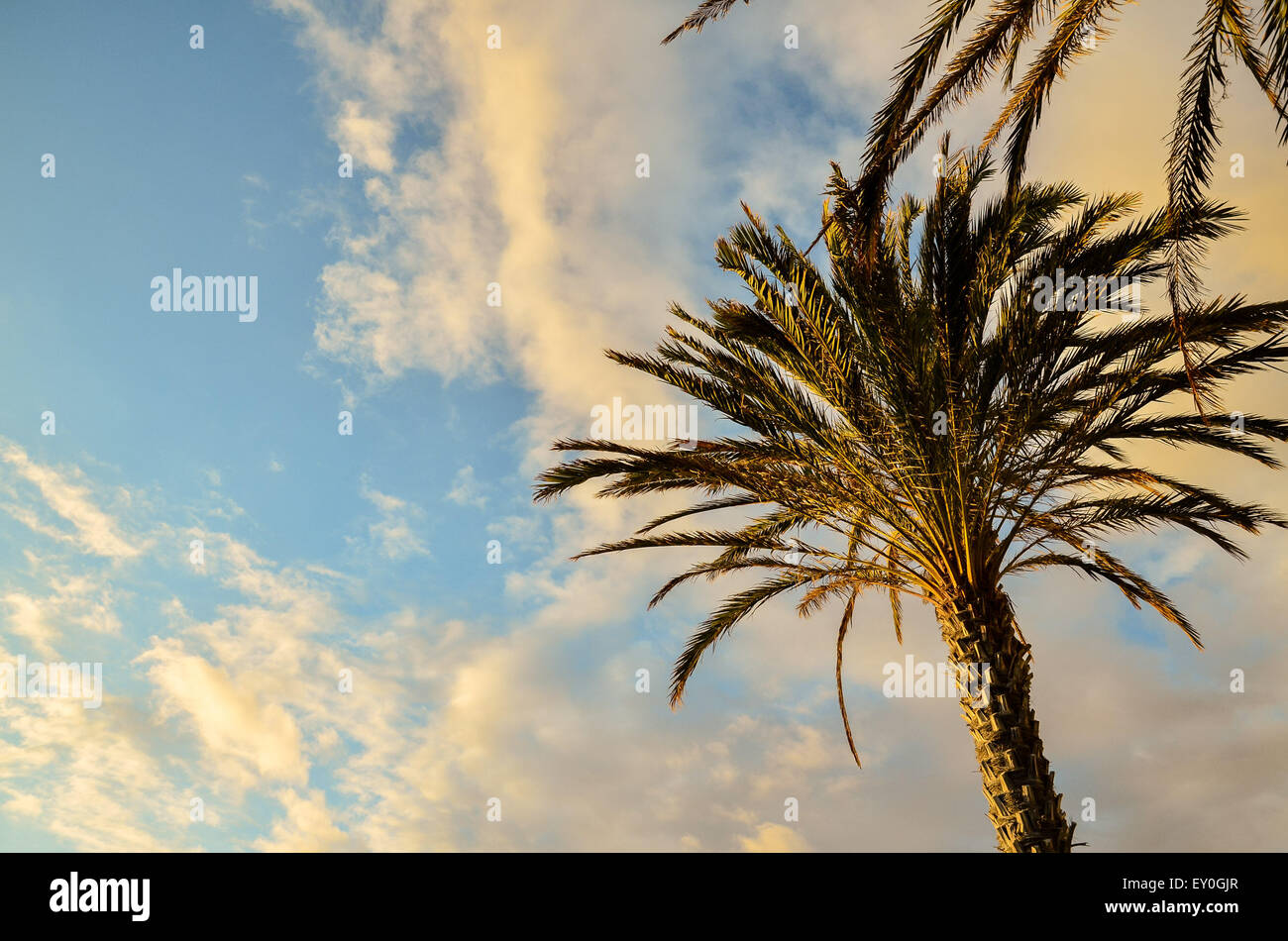 Green Palm Canarian Tree Stock Photo - Alamy