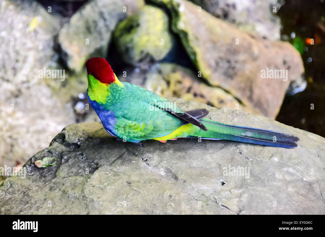 Parrot Tropical Bird Stock Photo - Alamy