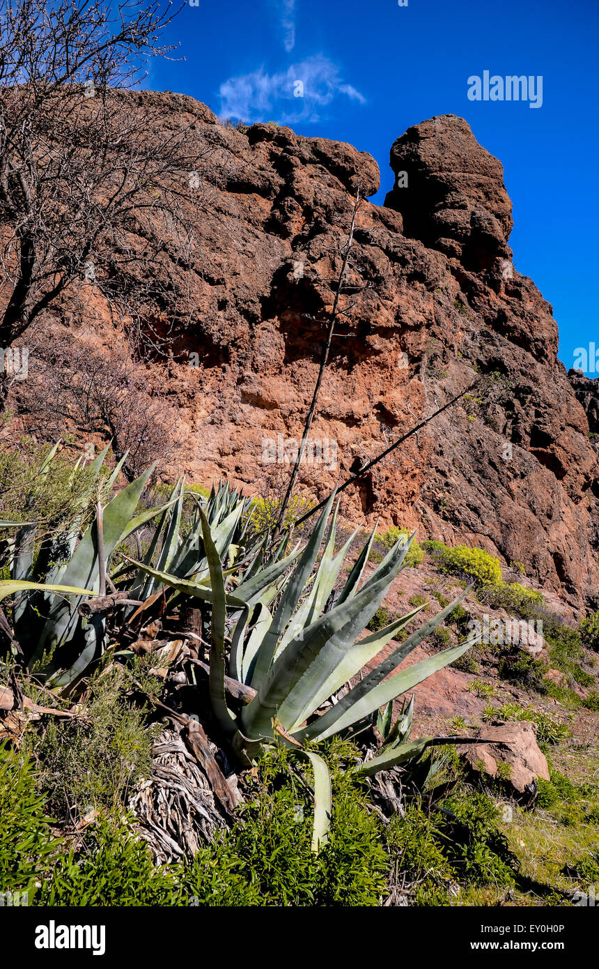 Volcanic Rock Basaltic Formation in Gran Canaria Stock Photo - Alamy