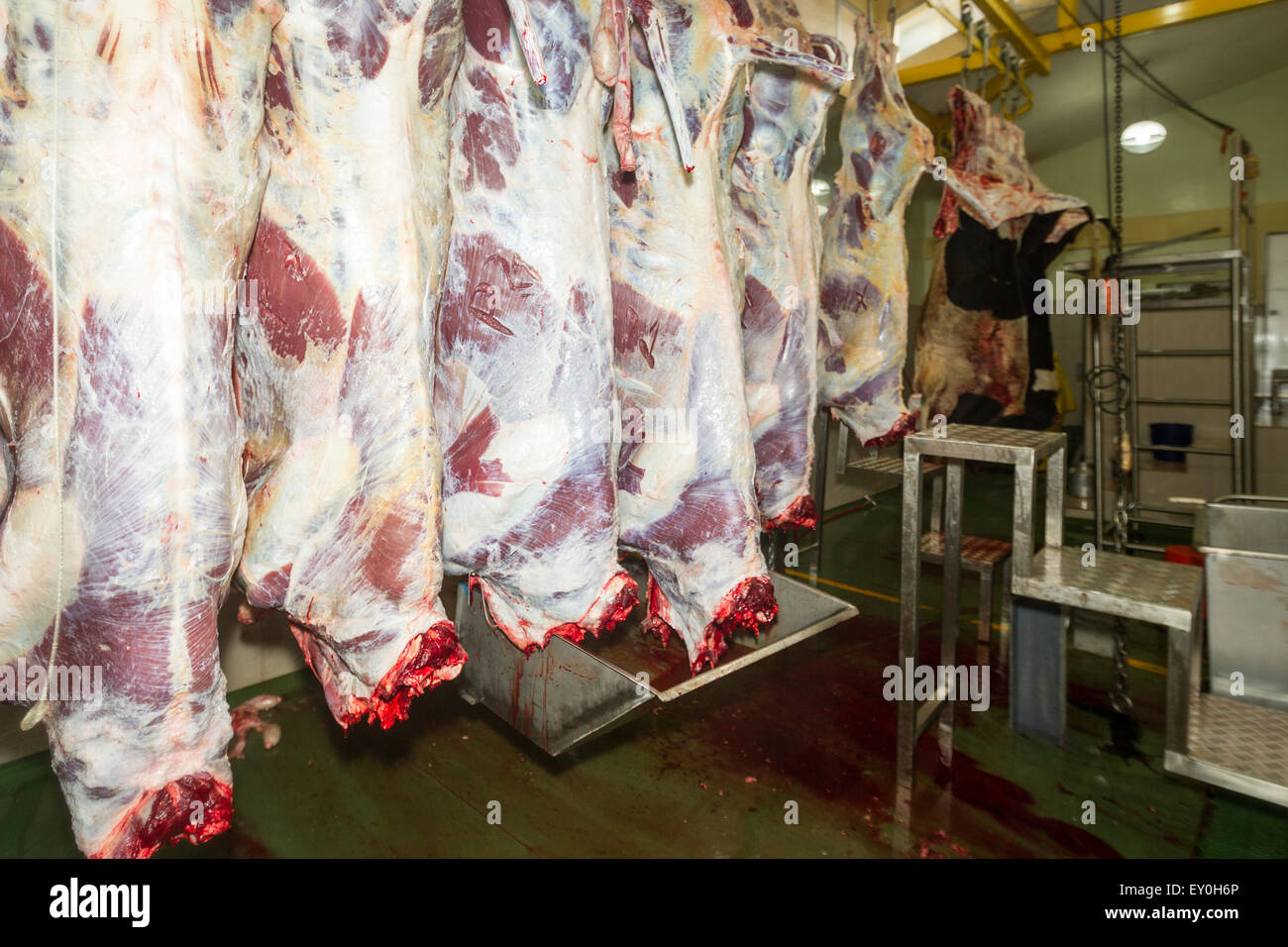 Human Slaughterhouse