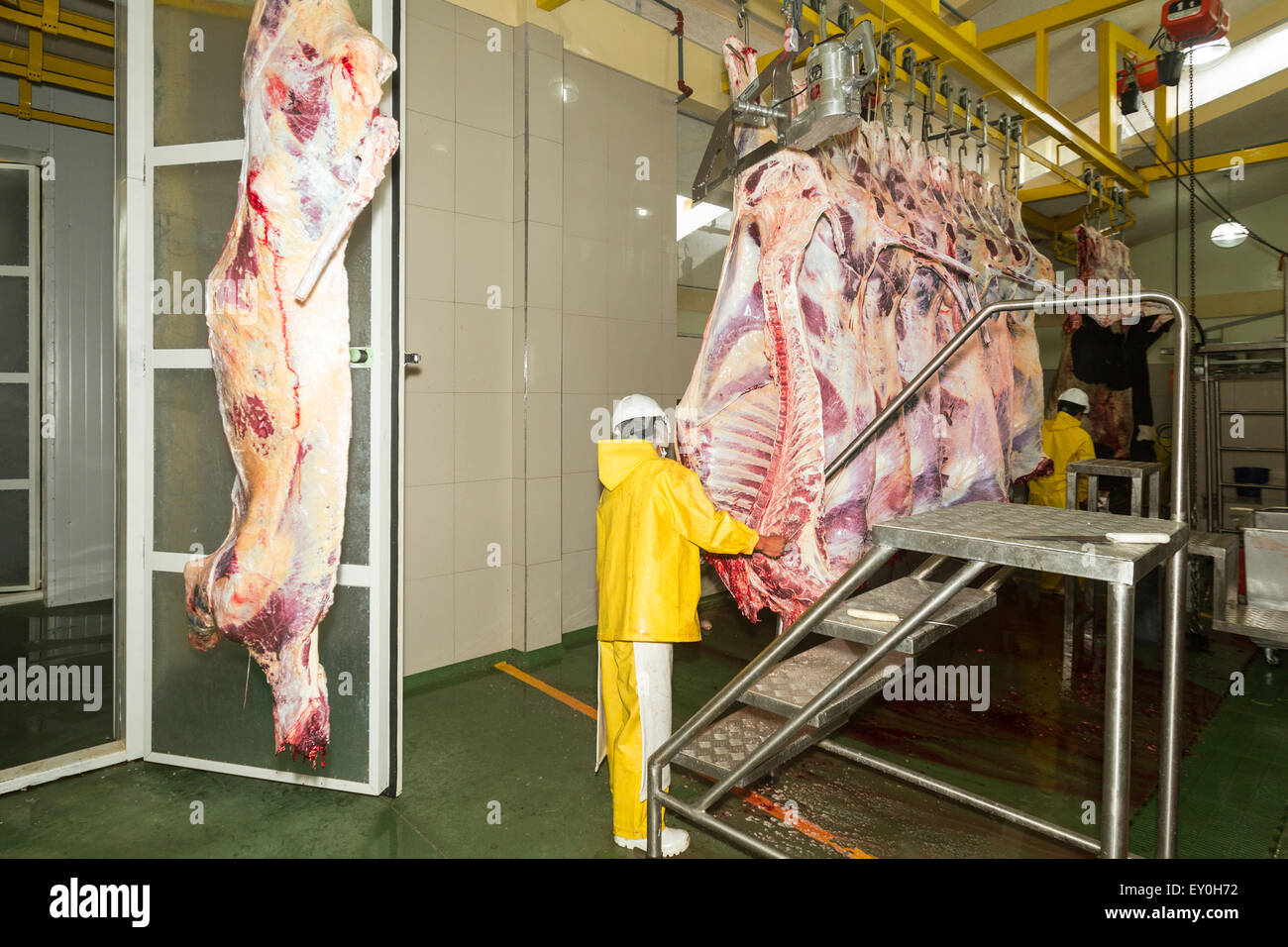 CATTLE PRODUCTION LINE IN A SLAUGHTERHOUSE AND REFRIGERATION ROOM ...