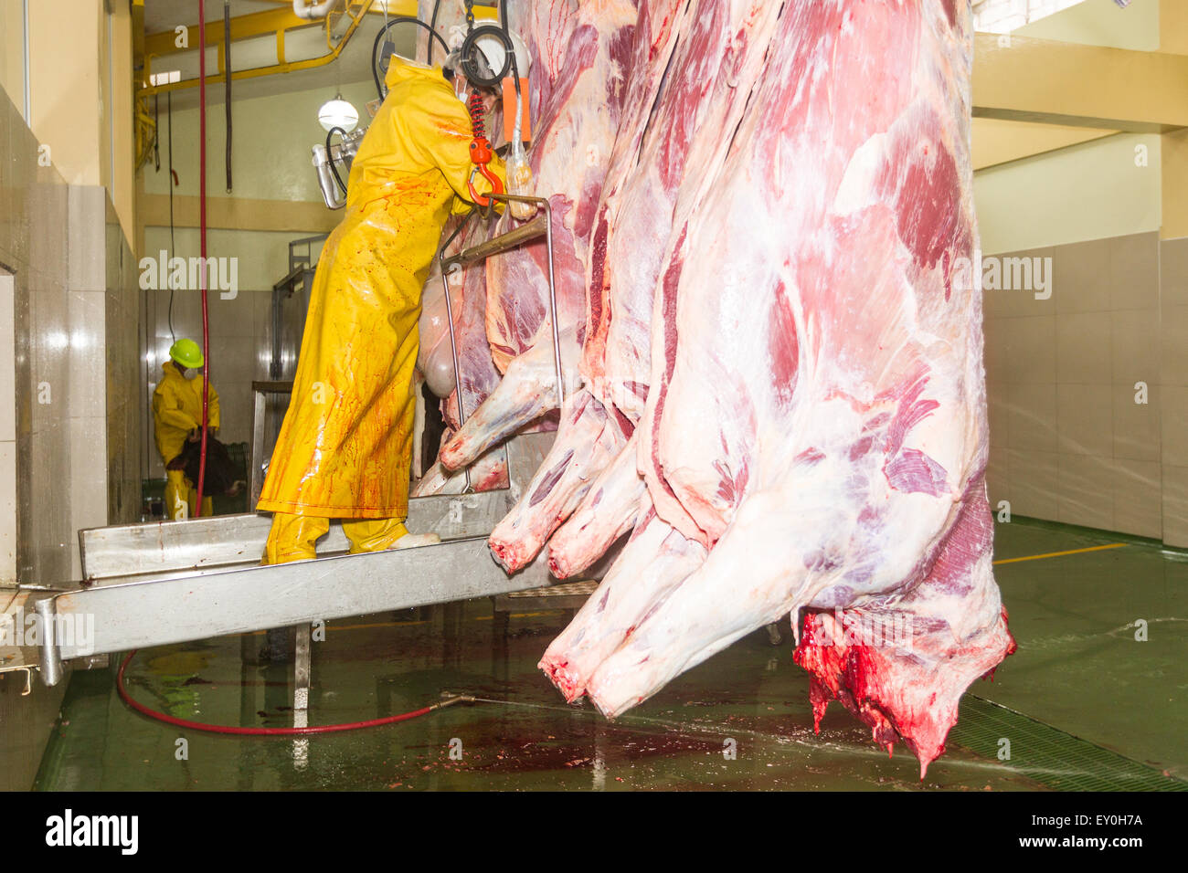 Internal organs of a cow hi-res stock photography and images - Alamy