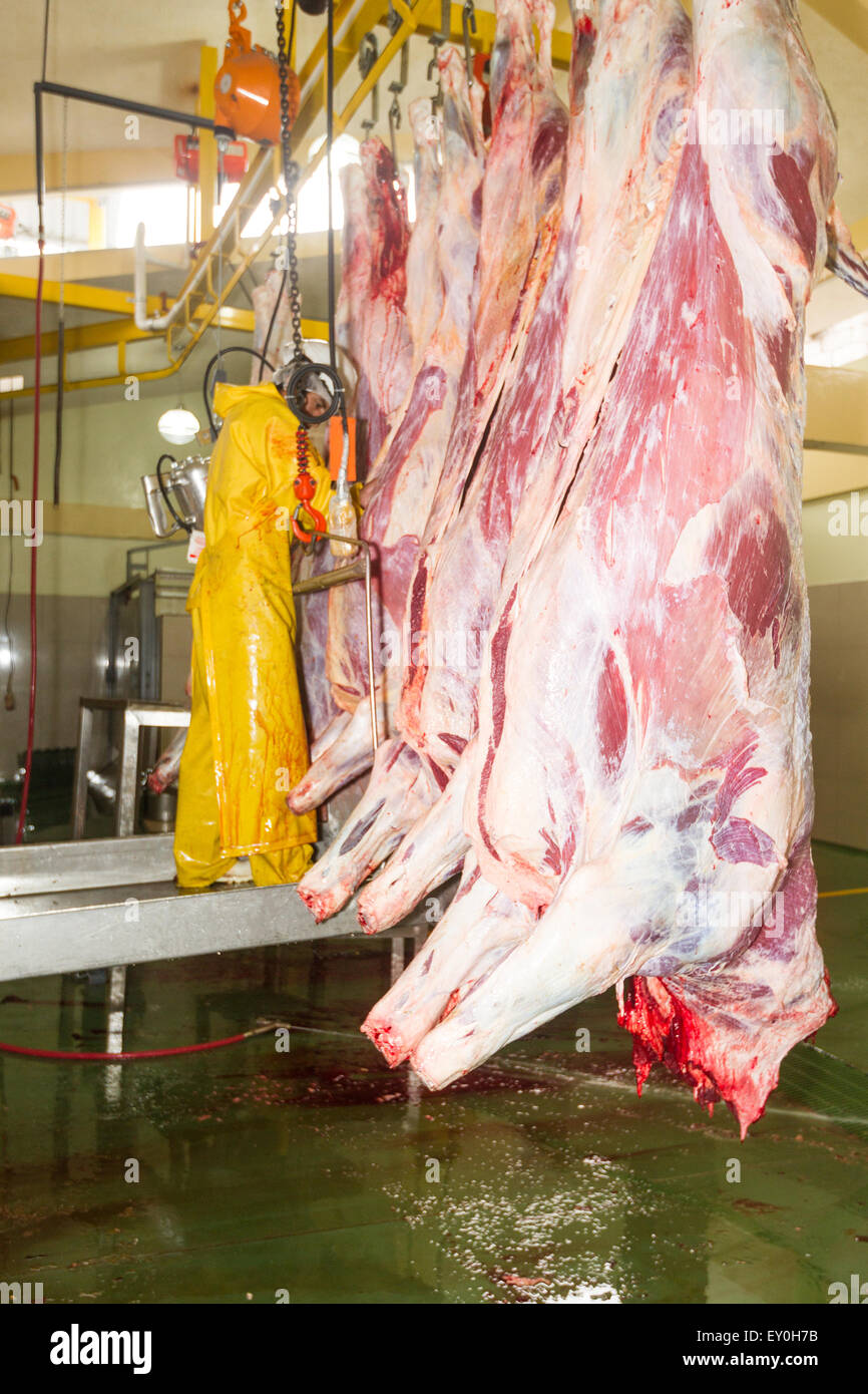 Slaughterhouse Butcher On The Production Line Removing Internal Organ ...