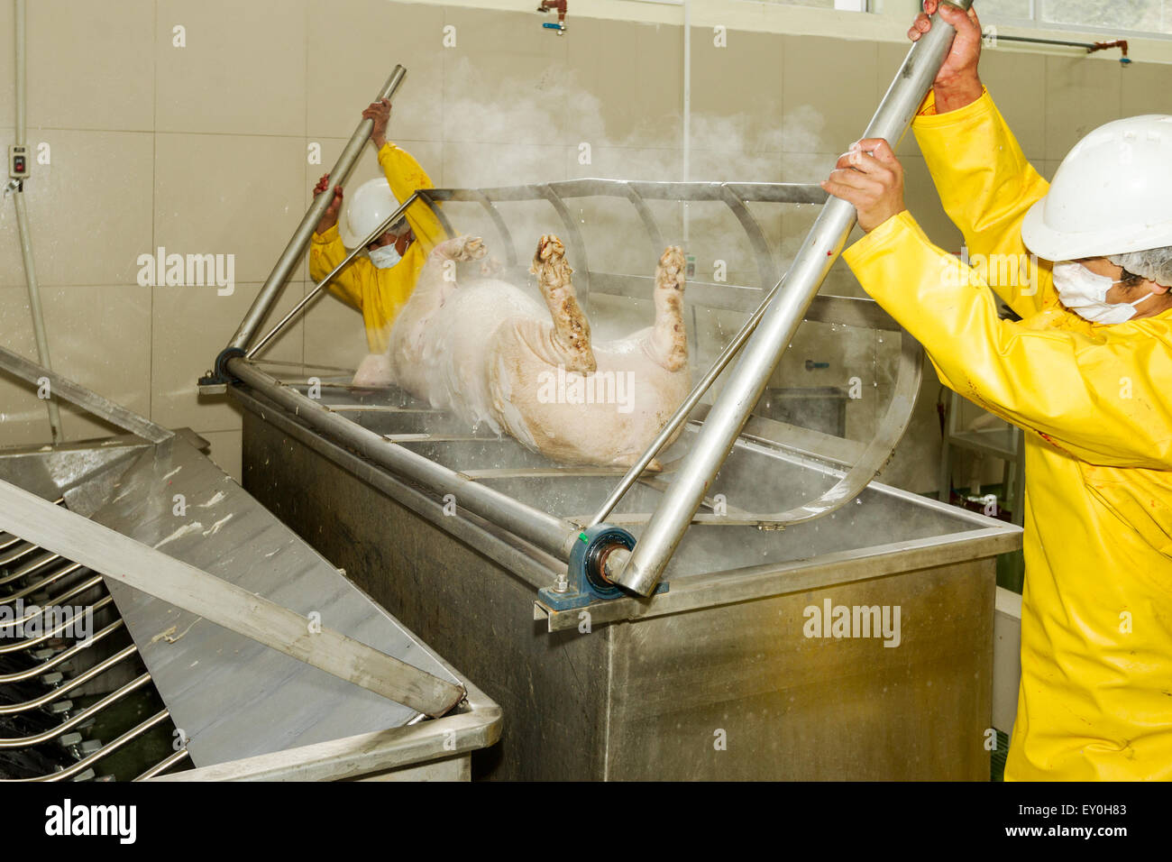Workers Removing A Pig Carcass From Scalding Tub Using Human Power ...