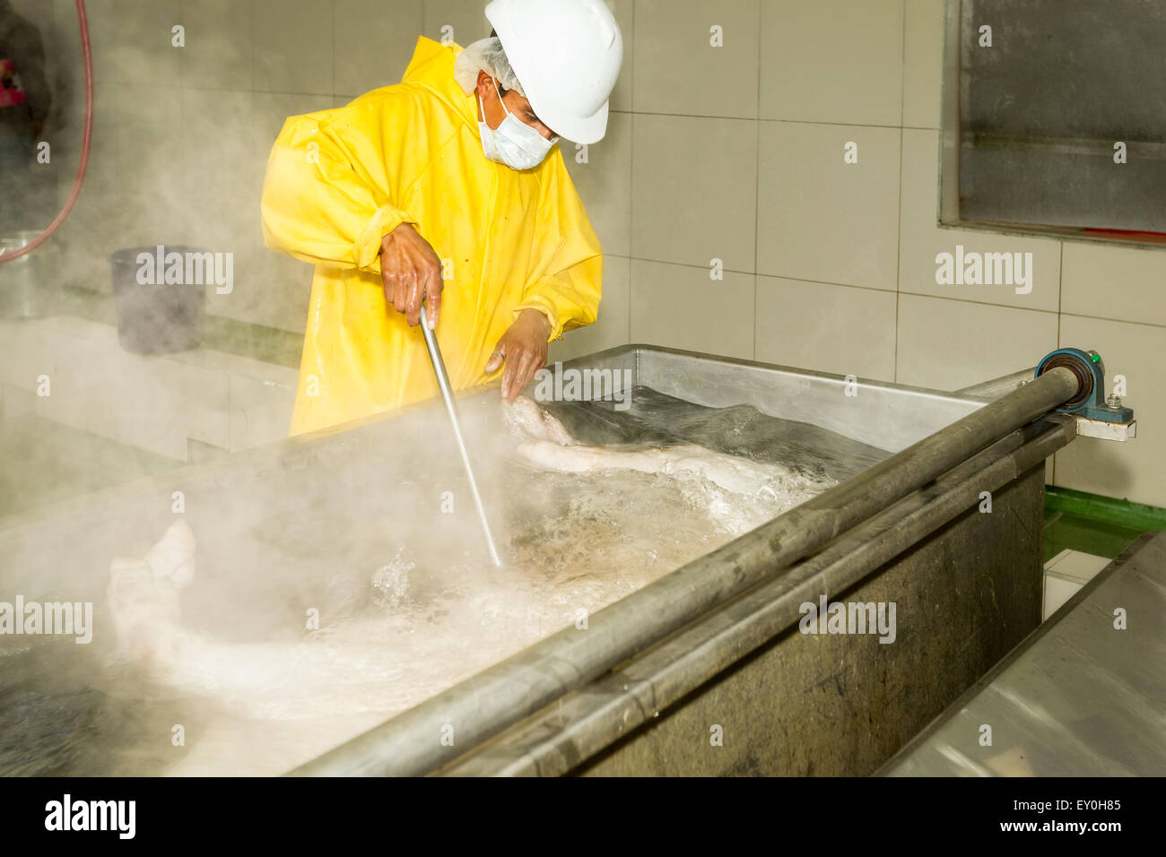 Slaughterhouse Butcher Submerging A Swine Carcass In The Scalding Tub ...