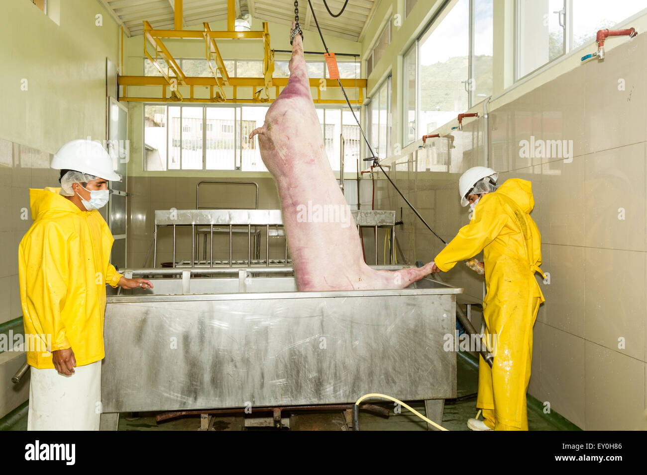 Large Pork Carcass Being Lowered Into The Scalding Tub In A Modern ...