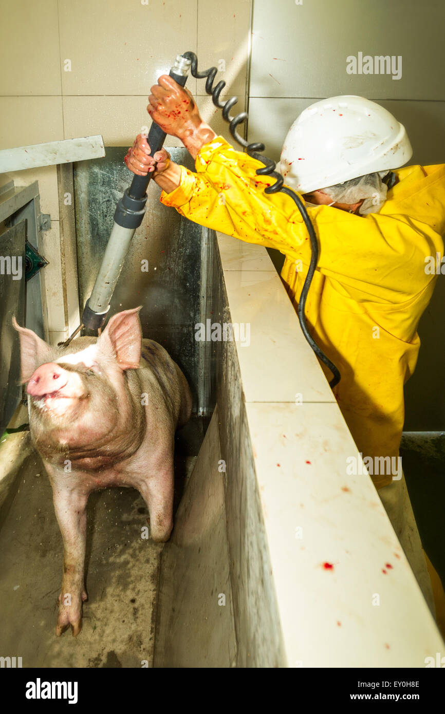 Rare Images Of A Pig Being Electrically Stunned By The Butcher Exactly ...
