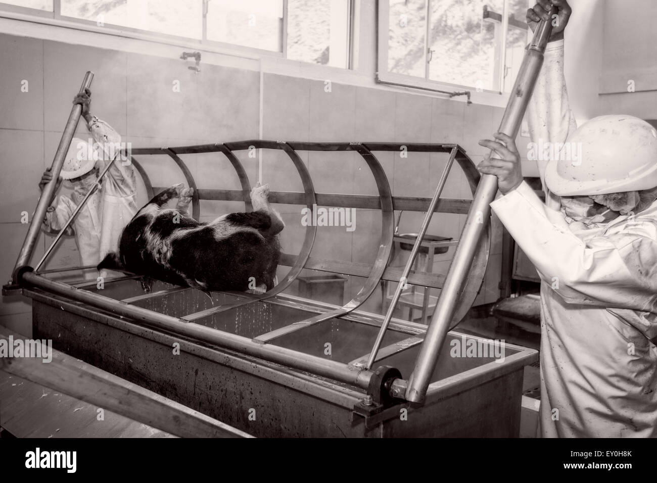 Human carcass hi-res stock photography and images - Alamy