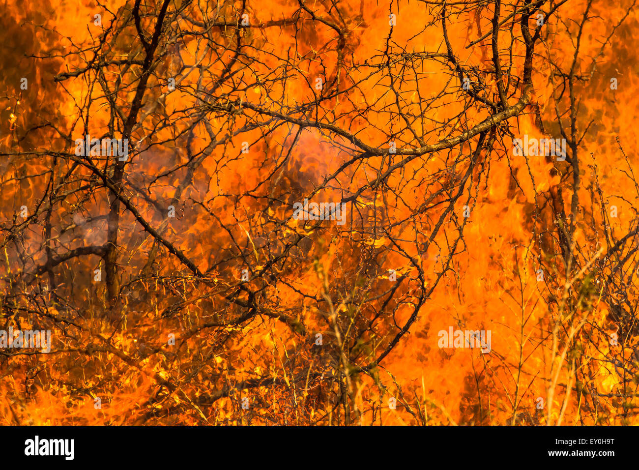 Firing burning trees hi-res stock photography and images - Alamy