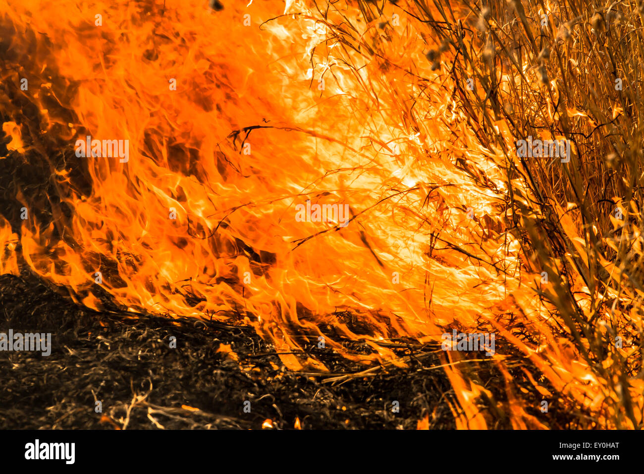 Forent on Fire Stock Photo - Alamy