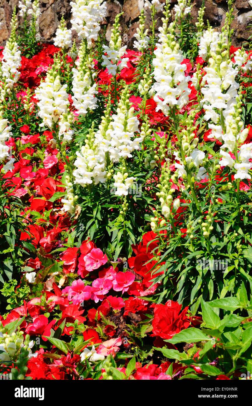 In a snapdragon flower hi-res stock photography and images - Alamy