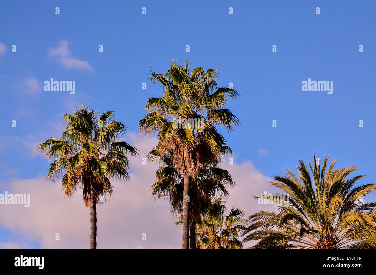 Green Palm Canarian Tree Stock Photo - Alamy