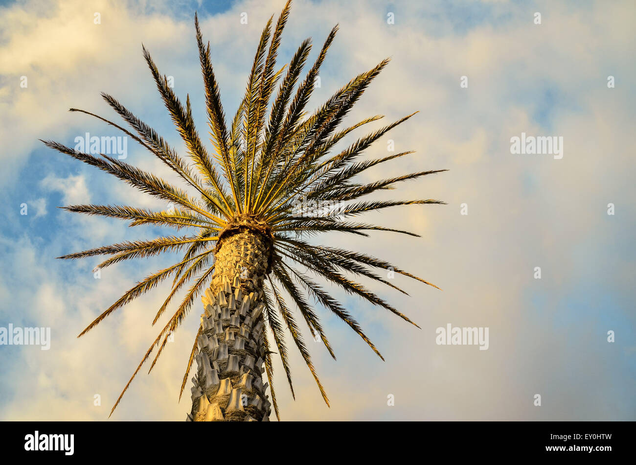 Green Palm Canarian Tree Stock Photo - Alamy
