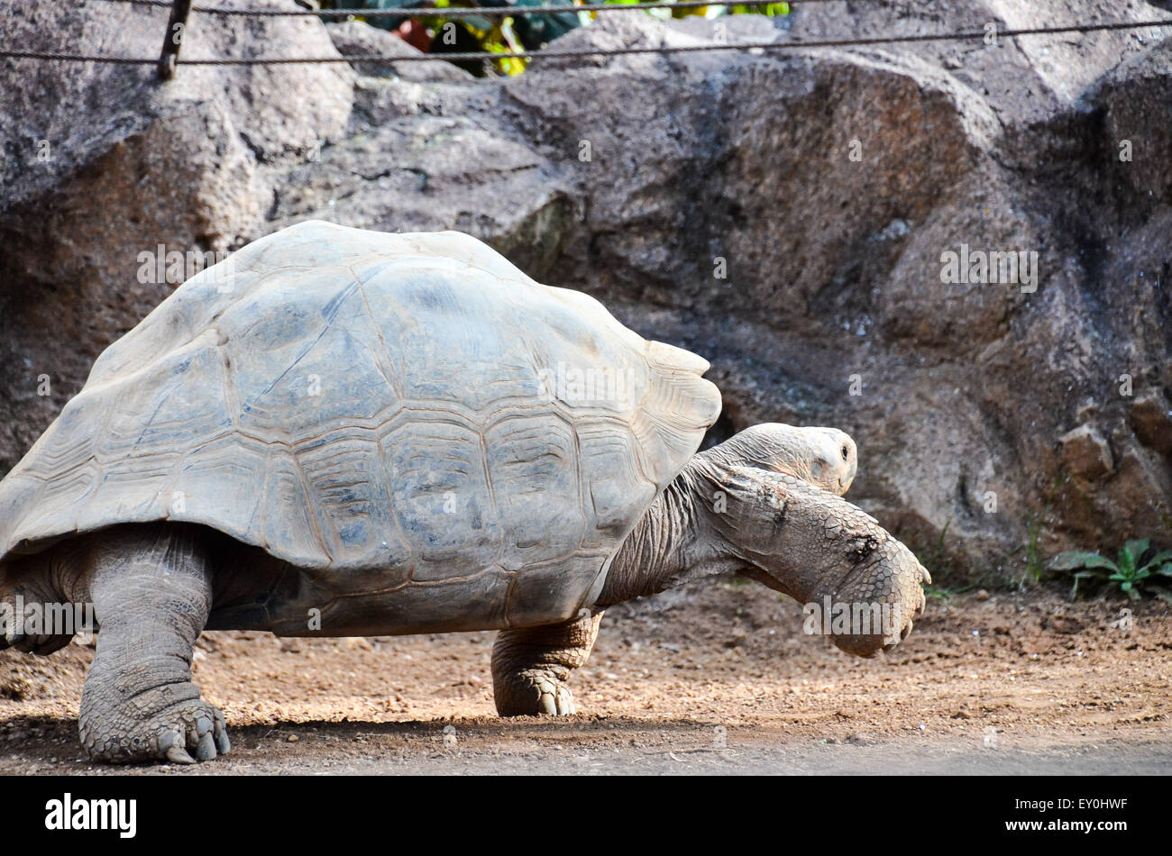 Galapgos Earth Tortoise Turtle Stock Photo - Alamy