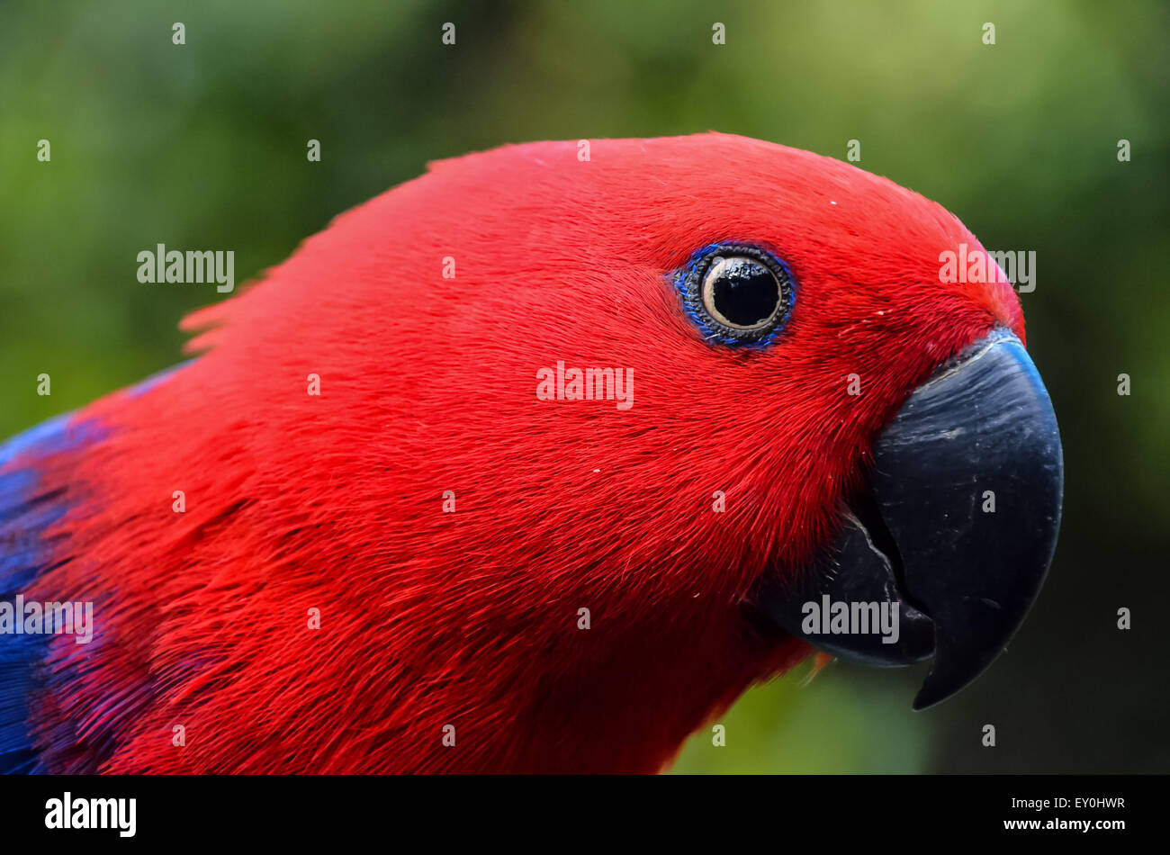 Parrot Tropical Bird Stock Photo - Alamy