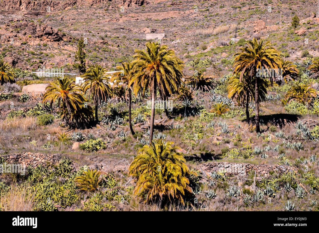 Green Palm Canarian Tree Stock Photo - Alamy