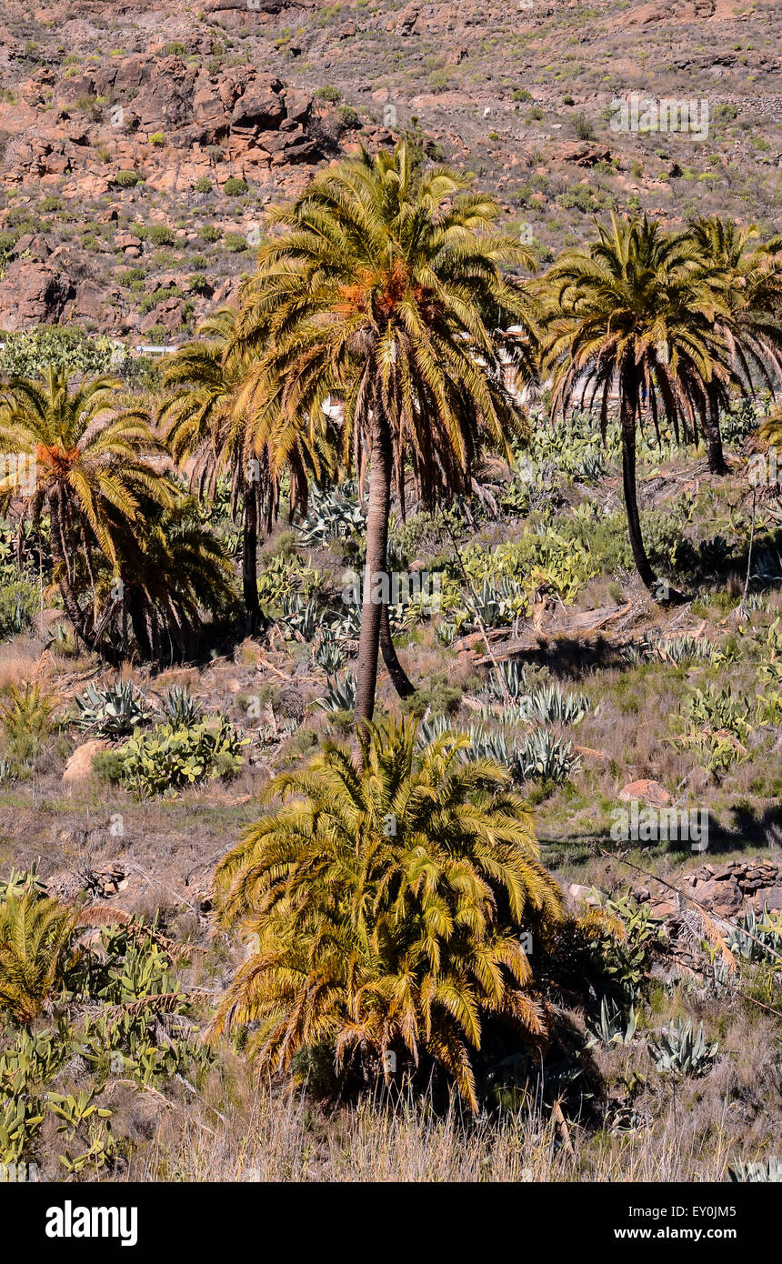 Green Palm Canarian Tree Stock Photo - Alamy