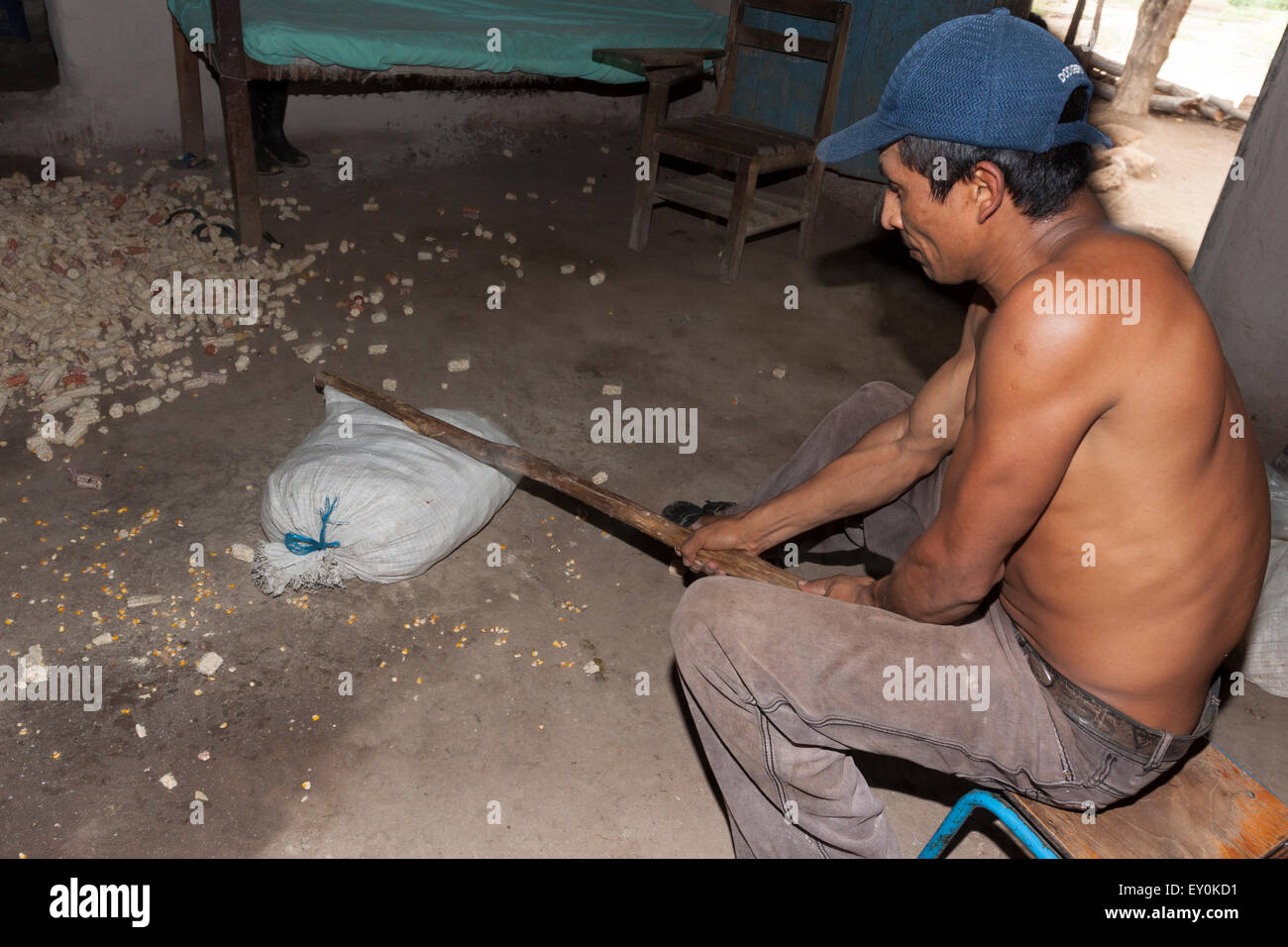 Farmer beating corncobs to get the corn loose Stock Photo - Alamy