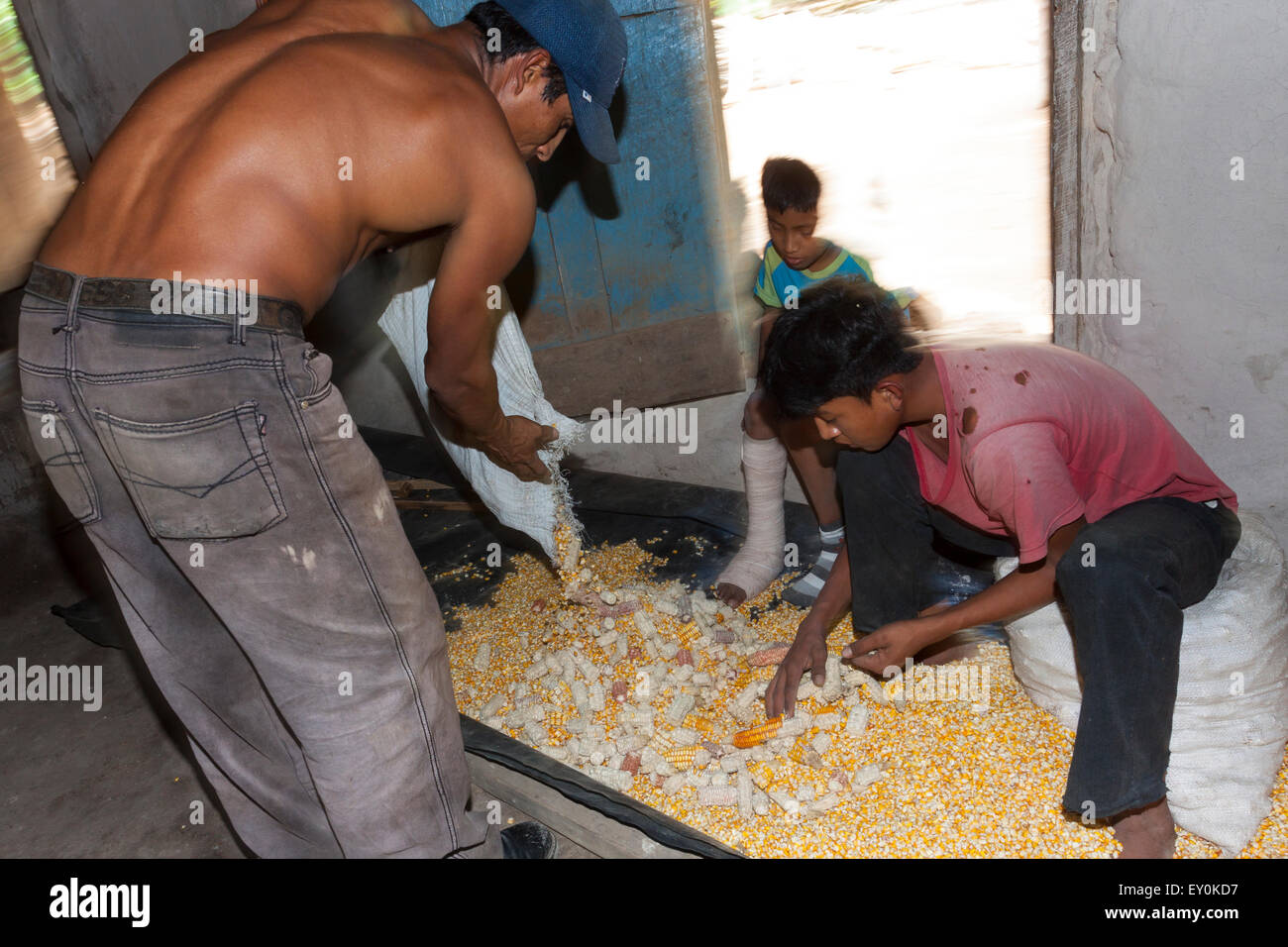 Nicaraguan family of farmers working on the corn, Carrizo, Cusmapa ...