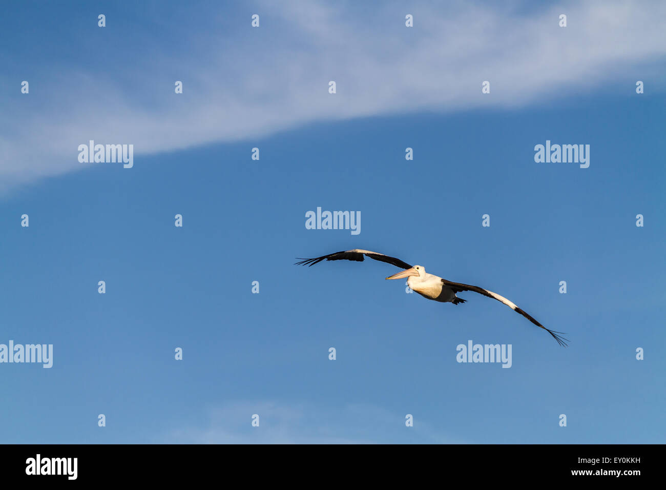 Pelican flying australian hi-res stock photography and images - Alamy