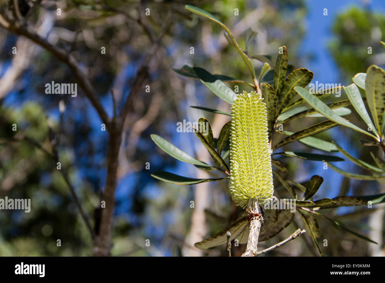 Australian native plant species hi-res stock photography and images - Alamy