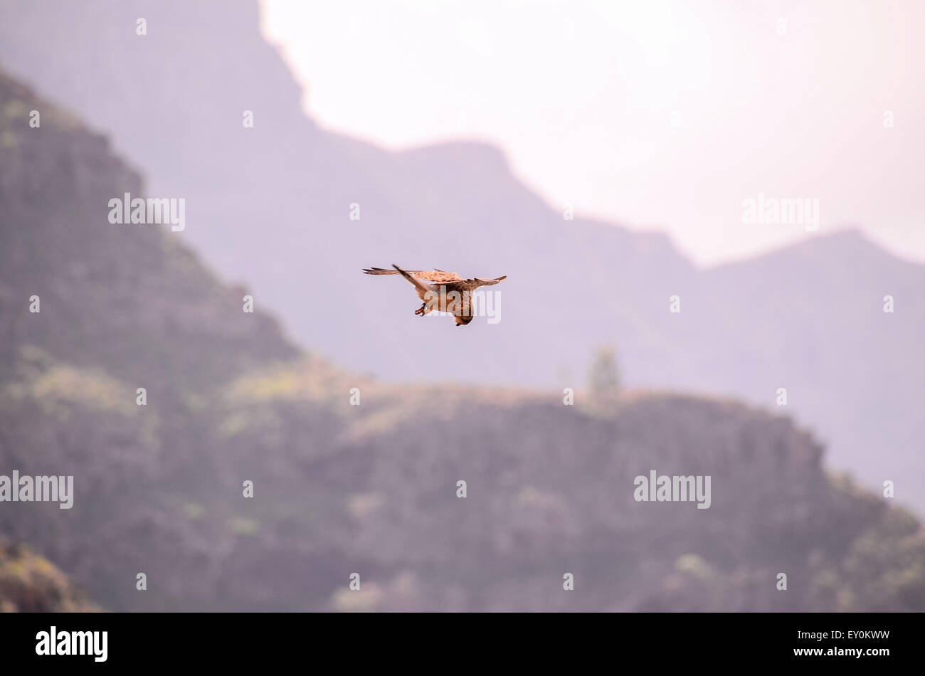 Common Kestrel Hawk Bird Stock Photo - Alamy