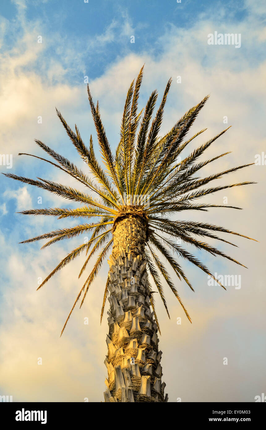 Green Palm Canarian Tree Stock Photo - Alamy