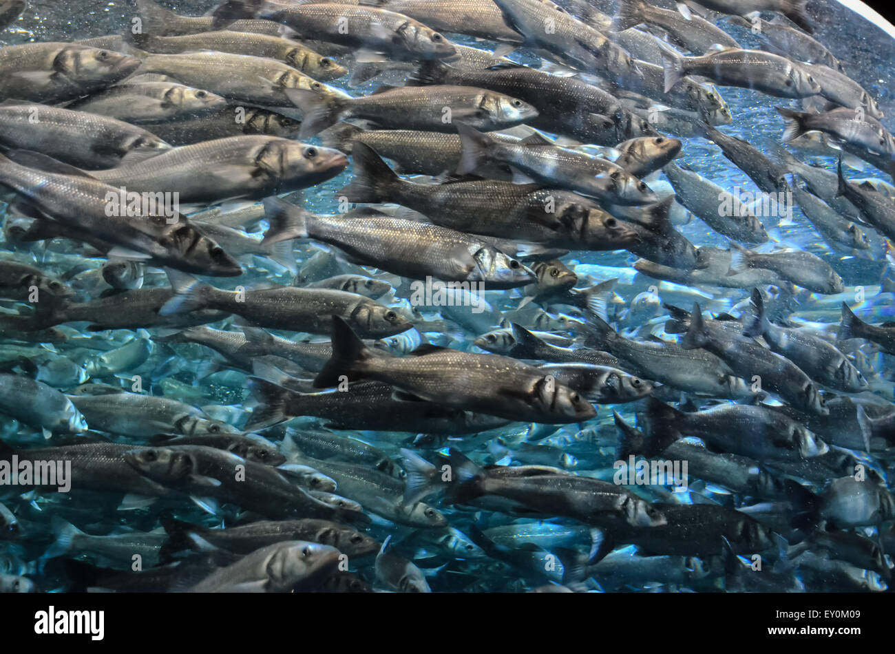 School of Silver Gray Fish Stock Photo - Alamy