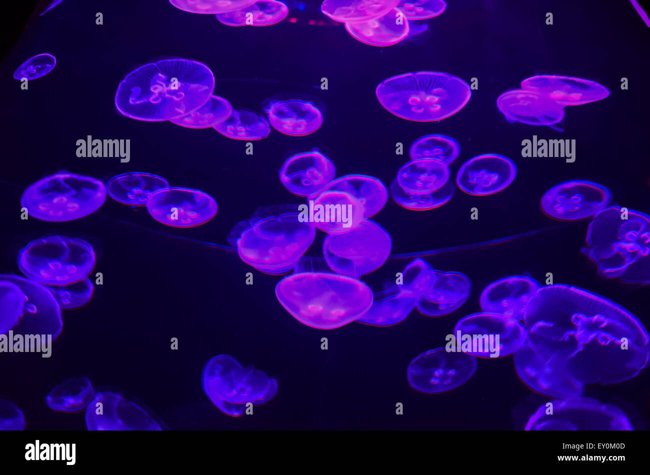 Small Jelly Fish Stock Photo - Alamy