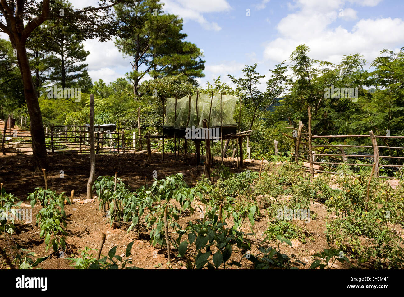 Crops in the mountains of Cusmapa, Nicaragua Stock Photo - Alamy
