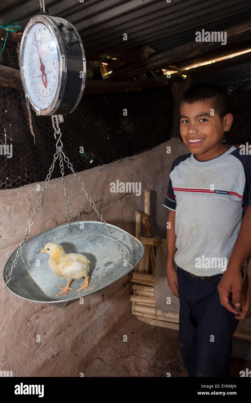 Weighing chicken hi-res stock photography and images - Alamy