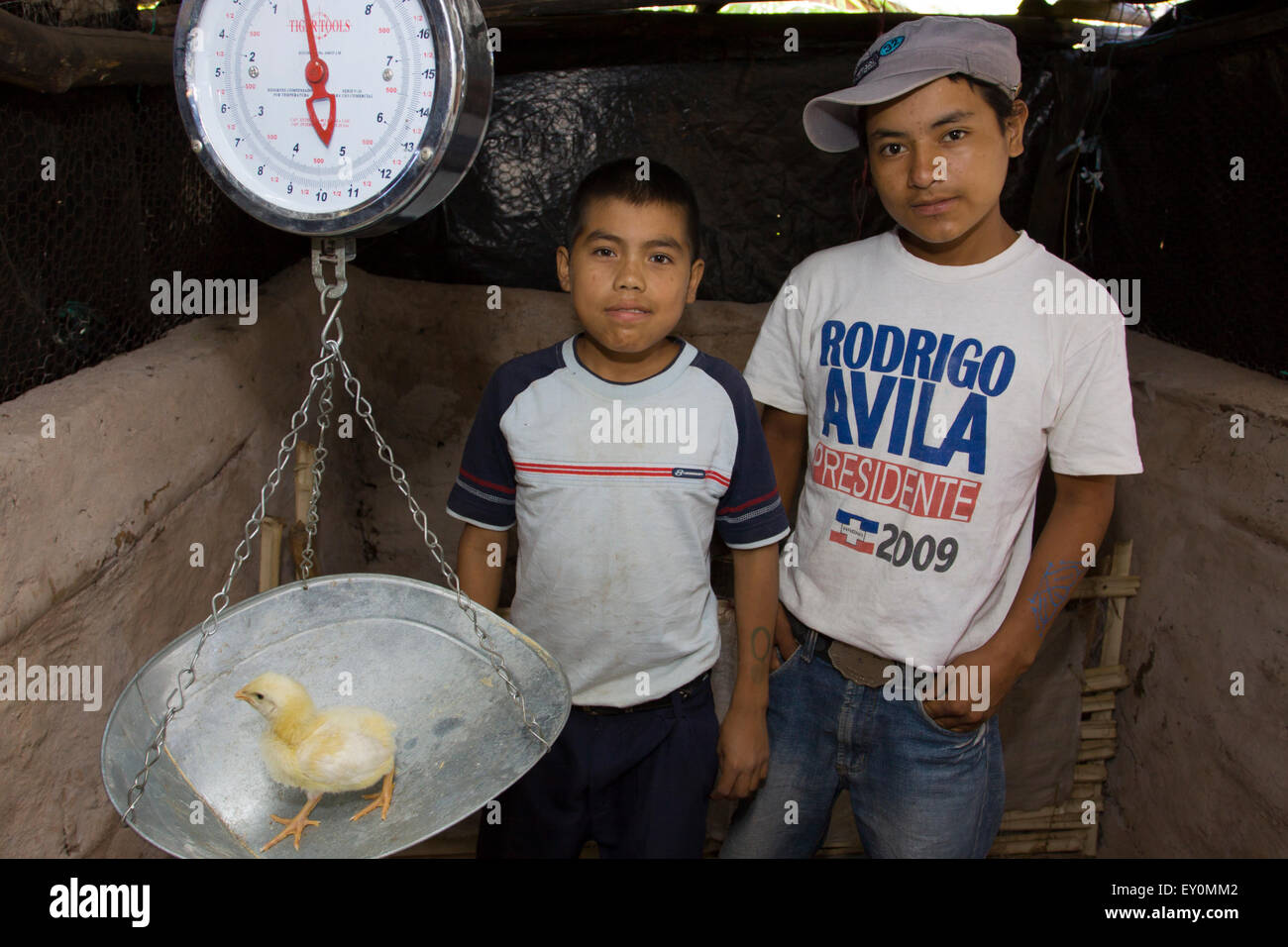 Weighing chicken hi-res stock photography and images - Alamy