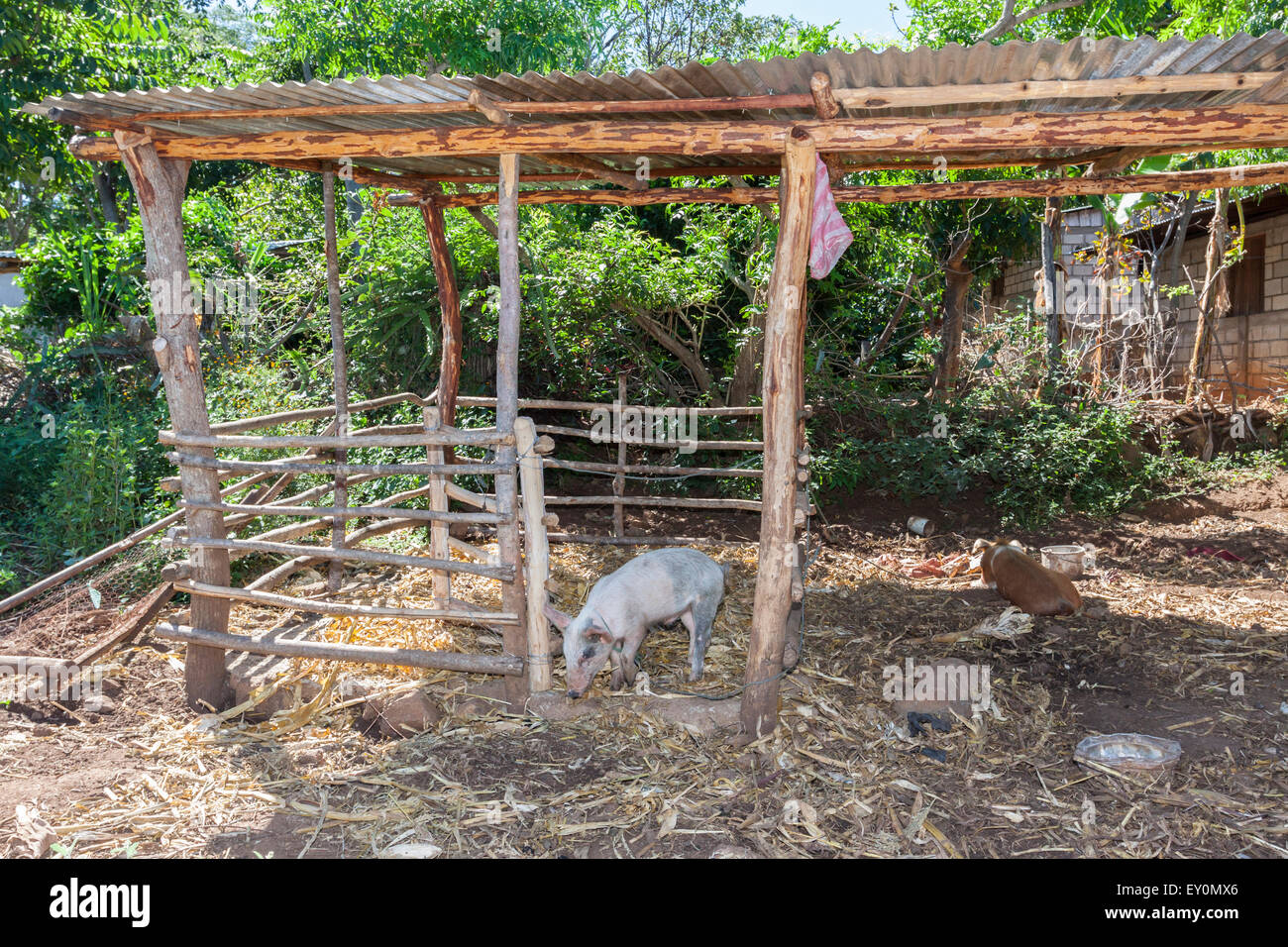Two piggies in a shed on a farm in Cusmapa, Nicaragua Stock Photo - Alamy