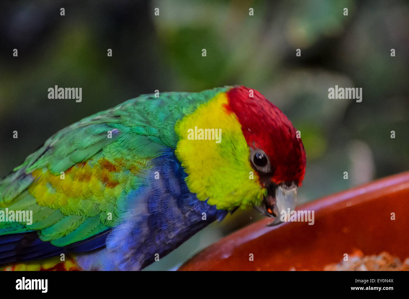 Parrot Tropical Bird Stock Photo - Alamy
