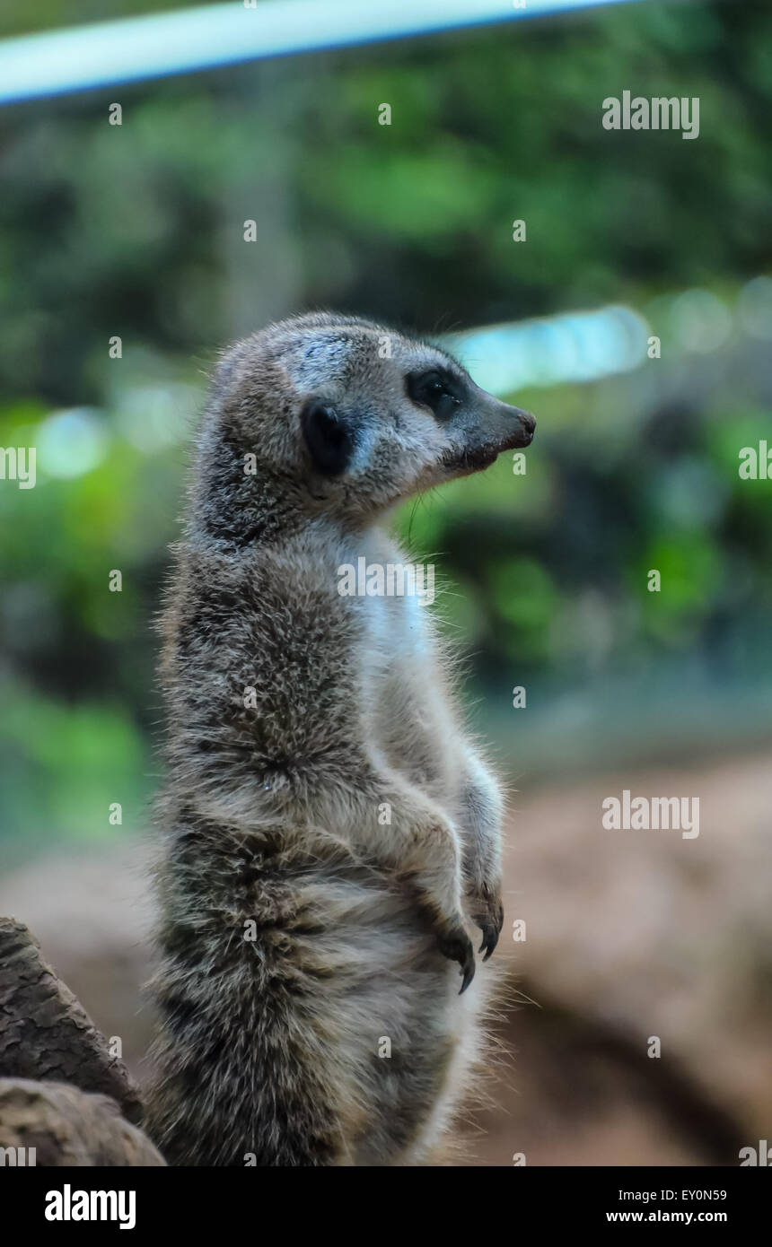 Small Carnivore Mammal Animal Suricata Stock Photo - Alamy